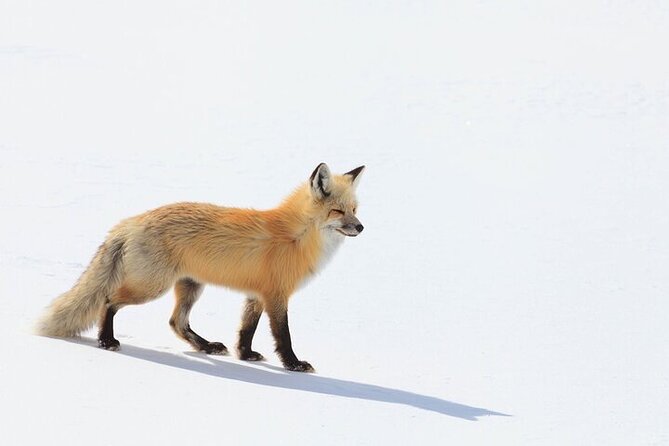 Yellowstone Winter Wildlife Safari from Bozeman - Final Thoughts