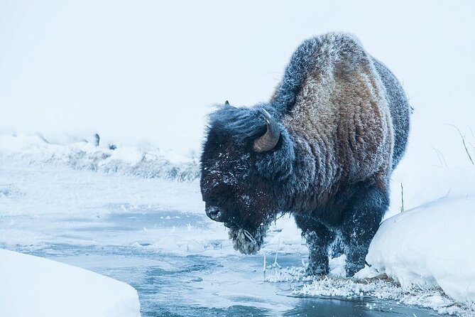 Yellowstone Winter Wildlife Safari from Bozeman - FAQ