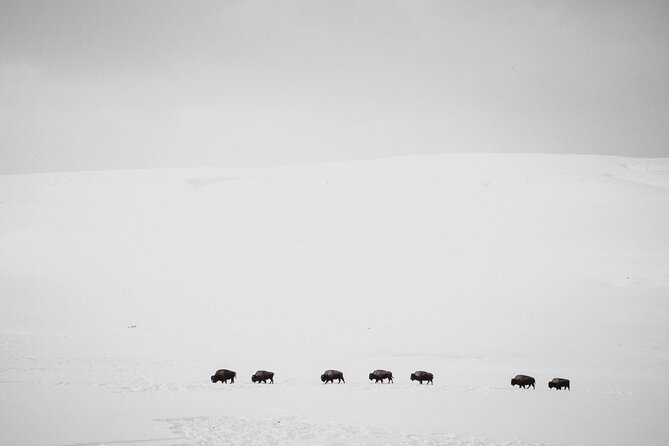 Yellowstone Winter Wildlife Safari from Bozeman - Private Tour - Why This Tour Offers Great Value