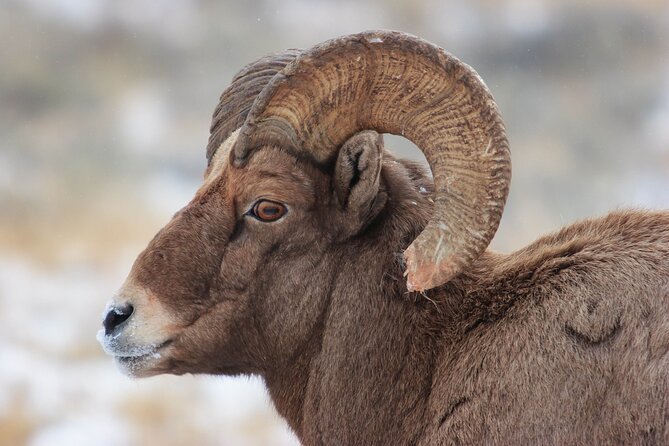 Yellowstone Winter Wildlife Safari from Bozeman - Private Tour - Authentic Experiences and Review Insights