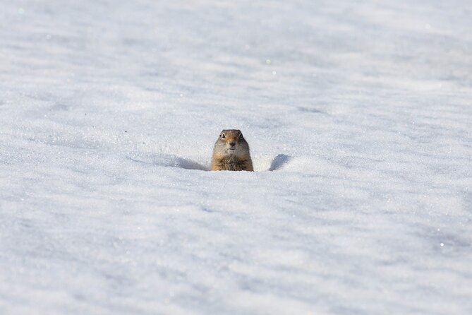 Yellowstone Winter Wildlife Safari from Bozeman - Private Tour - Who Will Love This Tour?
