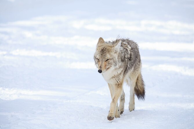 Yellowstone Winter Wildlife Safari from Bozeman - Private Tour - FAQ