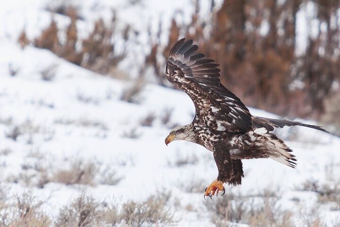 Yellowstone Winter Wildlife Safari From Gardiner - Starting Point and Logistics