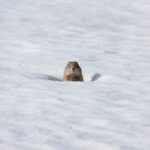 Yellowstone Winter Wildlife Safari From Gardiner - The Food and Comfort