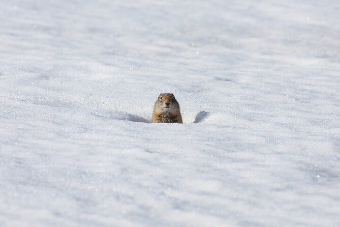 Yellowstone Winter Wildlife Safari From Gardiner - The Food and Comfort