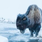 Yellowstone Winter Wildlife Safari From Paradise Valley - FAQ