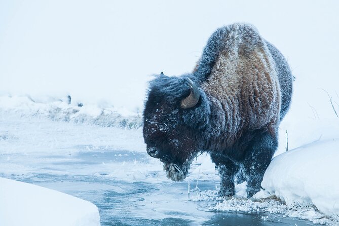 Yellowstone Winter Wildlife Safari From Paradise Valley - FAQ