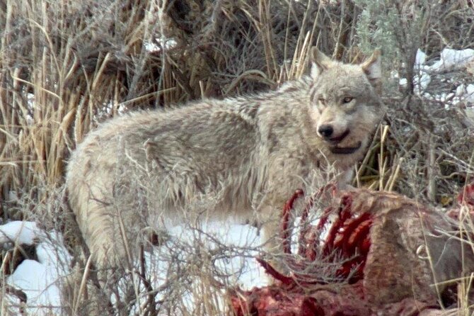 Yellowstone Winter Wildlife with Snowshoeing VIP Experience - Key Points