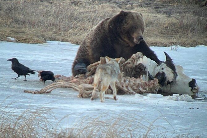 Yellowstone Winter Wildlife with Snowshoeing VIP Experience - An In-Depth Look at the Yellowstone Winter Wildlife with Snowshoeing VIP Tour