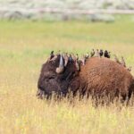 Yellowstone's Lamar Valley Wildlife Safari from Paradise Valley - What Travelers Can Expect