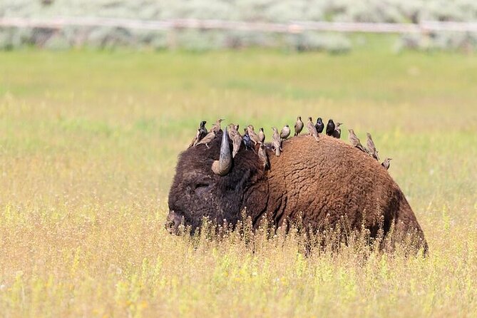Yellowstone's Lamar Valley Wildlife Safari from Paradise Valley - What Travelers Can Expect