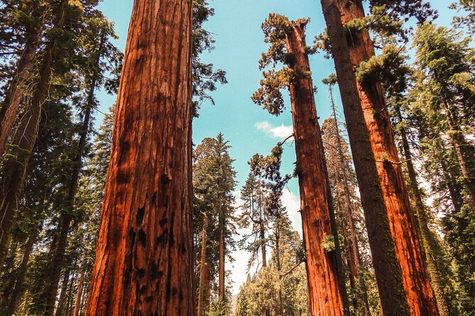 Yosemite and Giant Sequoias Day Tour - Transportation and Comfort