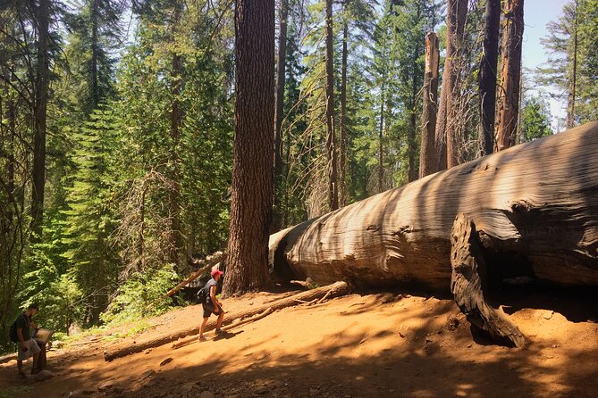 Yosemite and Giant Sequoias Day Tour - Final Thoughts