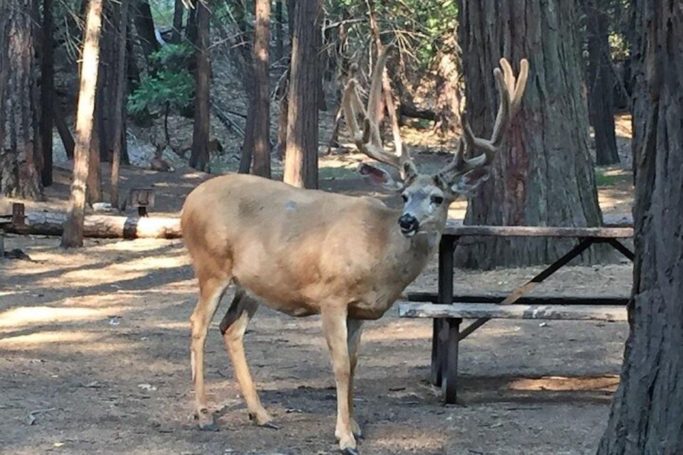 Yosemite: Full-Day Tour with Lunch and Hotel Pick-up - Key Points