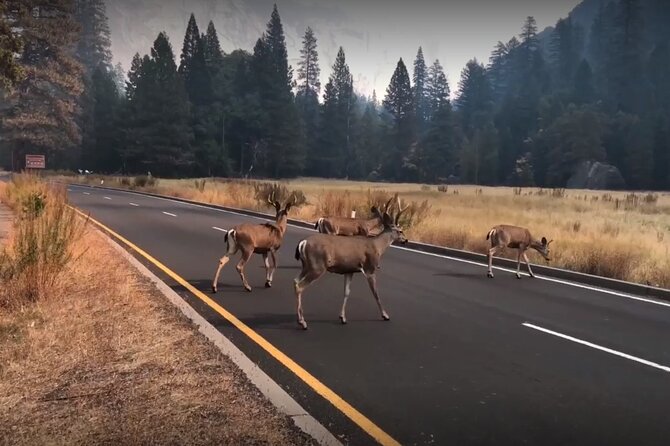 Yosemite, Kings Canyon National Parks 2 Day Tour from SF - Who Is This Tour Perfect For?