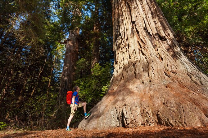 Yosemite National Park and Giant Sequoias Tour from San Jose - Who Should Consider This Tour?