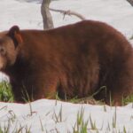 Yosemite National Park Private 1 Day Tour from San Francisco - The Itinerary in Detail