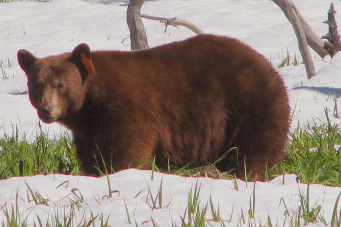 Yosemite National Park Private 1 Day Tour from San Francisco - The Itinerary in Detail