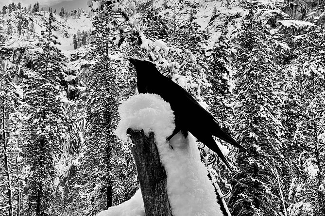 Yosemite Winter Highlights Small Group Tour - Authentic Experiences from Reviews