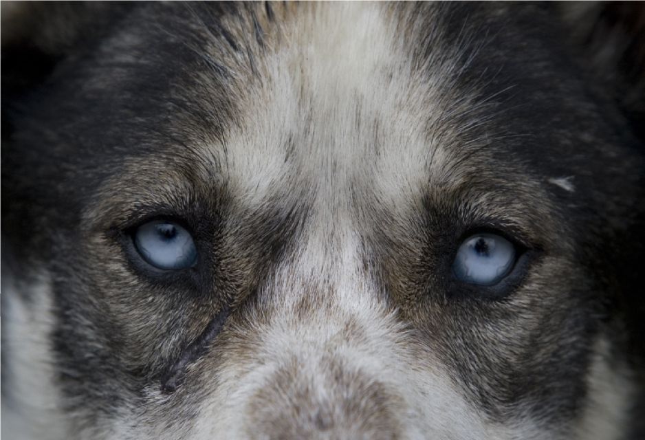 Yukon Dogs and Gold - Analyzing the Itinerary: What You Can Expect