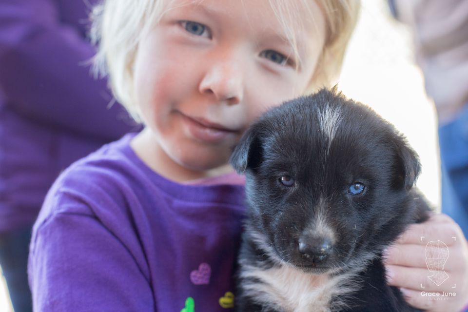 Yukon Dogs and Gold - The Practical Details: What Matters