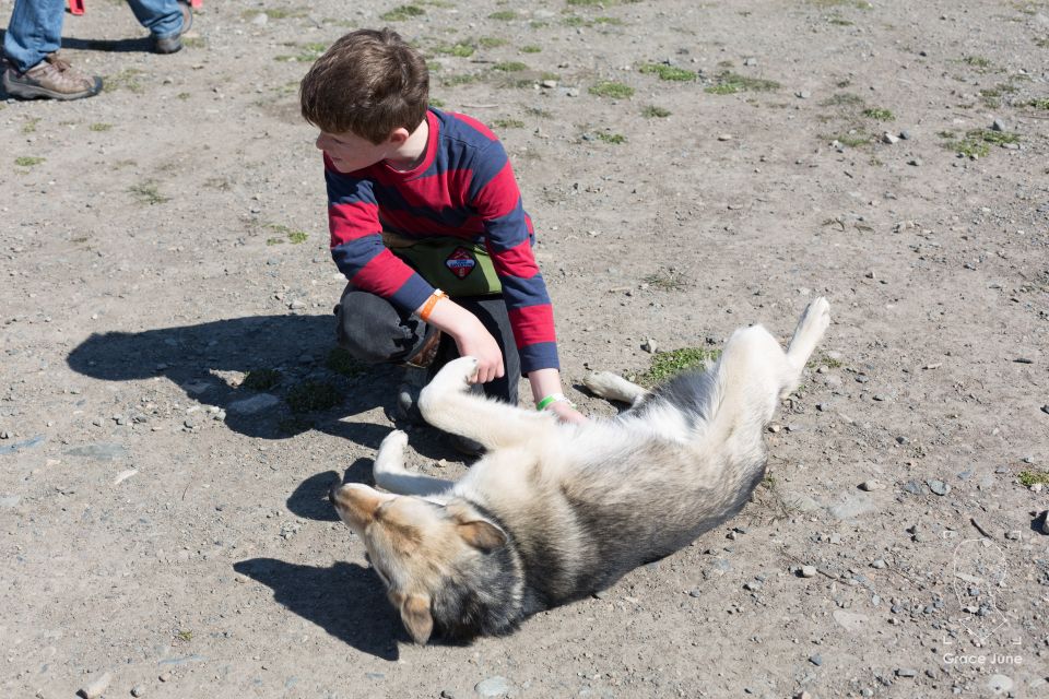 Yukon Dogs and Gold - Who Would Love This Tour?