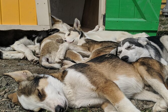 Yukon Husky Puppy Play Time & Summit Tour - Authentic Reviewer Insights