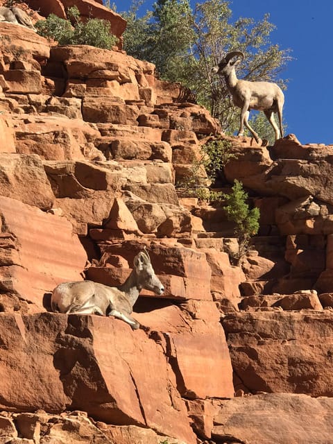 Zion National Park 5-hour Tour: Hike and Drive - Why This Tour Offers Great Value