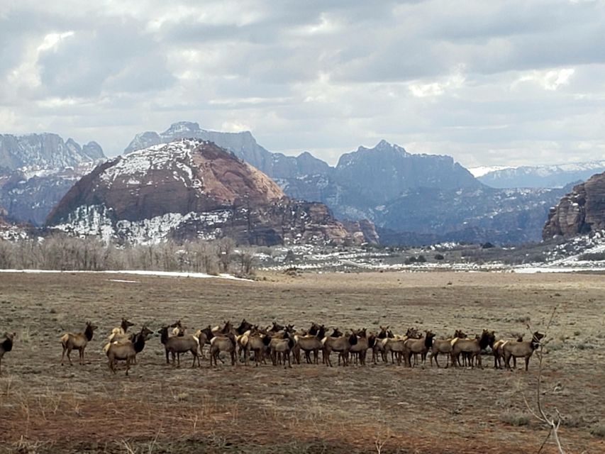 Zion National Park - Kolob Terrace: 1/2 Day Sightseeing Tour - FAQ
