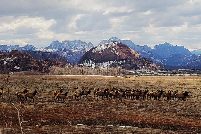 Zion National Park/Kolob Terrace Private 1/2 Day Sightseeing Tour - Final Thoughts: Is It Worth It?