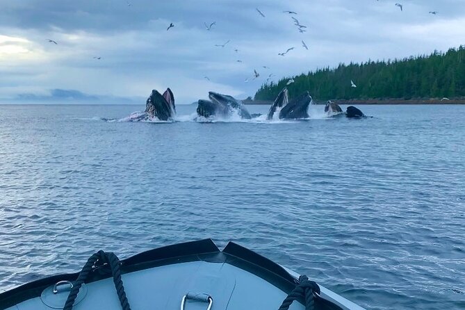 Zodiac Fast Boat Adventure - The Ride Begins: Navigating the Inside Passage