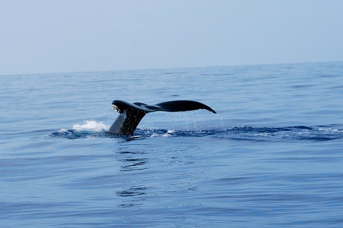 Zodiac Raft Whale Watching Adventure - Pricing & Value