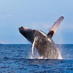 Zodiac Raft Whale Watching Adventure - Who Will Love This Tour?