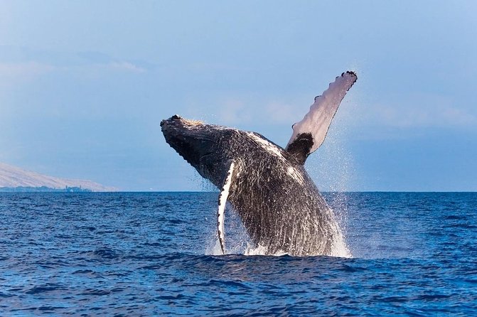Zodiac Raft Whale Watching Adventure - Who Will Love This Tour?