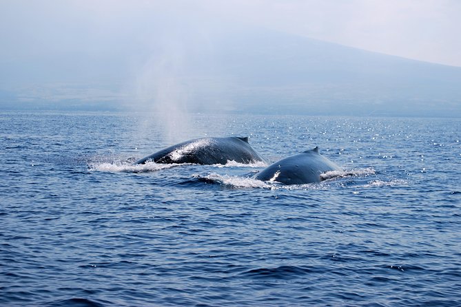 Zodiac Raft Whale Watching Adventure - FAQs