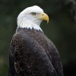 Zoo Miami: General Admission Ticket - Navigating Your Day at Zoo Miami