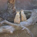 ZooTampa at Lowry Park Admission Ticket - The Authentic Reviews: Real Insights