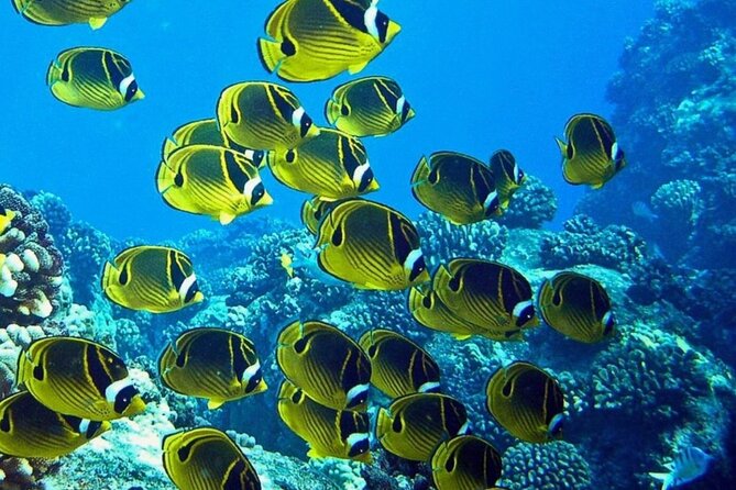 2 Tank Shore Dive at Sea Turtle Cove - Exploring the 2 Tank Shore Dive at Sea Turtle Cove: A Dive Into Big Island’s Marine Wonders