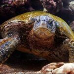 2 Tank Shore Dive at Sea Turtle Cove - Who Is This Tour Best For?