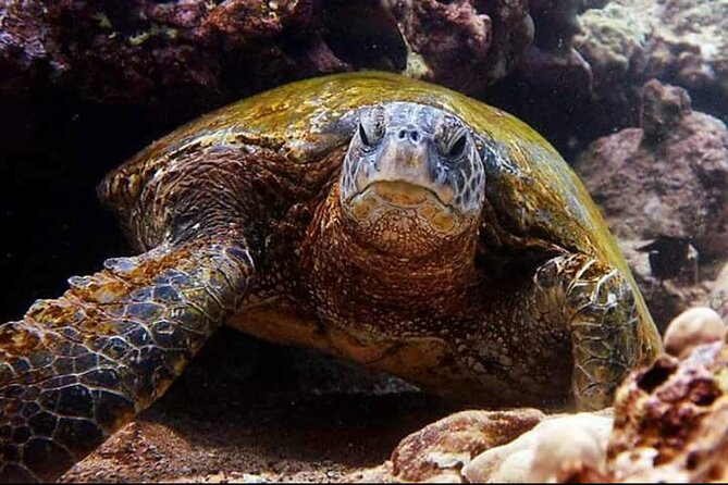 2 Tank Shore Dive at Sea Turtle Cove - Who Is This Tour Best For?