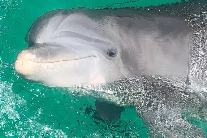 3 Hour Dolphin Tour and Snorkeling in Shell Island - Analyzing the Value