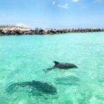 3 Hour Dolphin Tour and Snorkeling in Shell Island - Who Will Love This Tour?