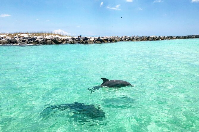 3 Hour Dolphin Tour and Snorkeling in Shell Island - Who Will Love This Tour?