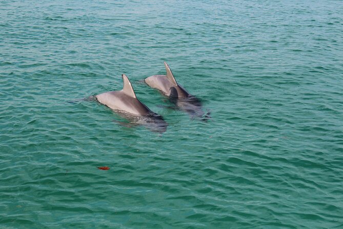 3 Hour Dolphin Tour and Snorkeling in Shell Island - The Sum Up