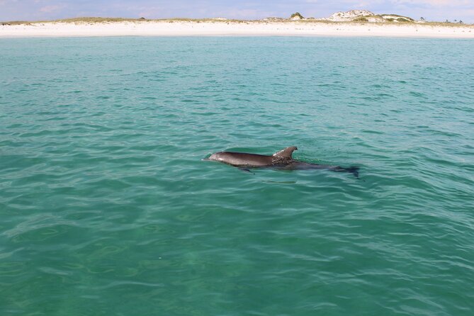 3 Hour Dolphin Tour and Snorkeling in Shell Island - FAQ