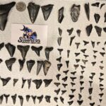 Charleston/Folly Beach Shark Tooth and fossil Island Drop off - The Itinerary Breakdown
