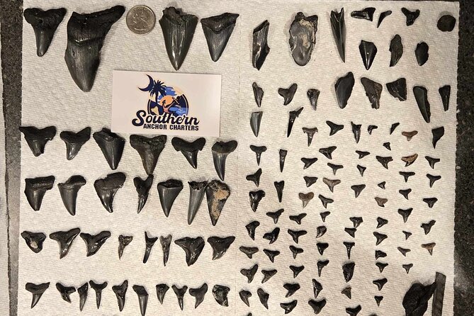 Charleston/Folly Beach Shark Tooth and fossil Island Drop off - The Itinerary Breakdown