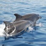Chincoteague Dolphin Watching Boat Tour - Who Will Love This Experience?