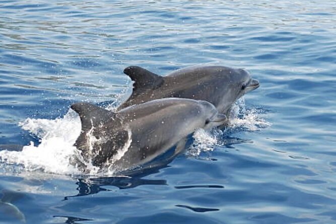 Chincoteague Dolphin Watching Boat Tour - Who Will Love This Experience?