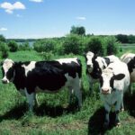 Cow Heaven: A Self-Guided Driving Tour from Point Reyes Seashore to Tomales - What’s Included and What’s Not